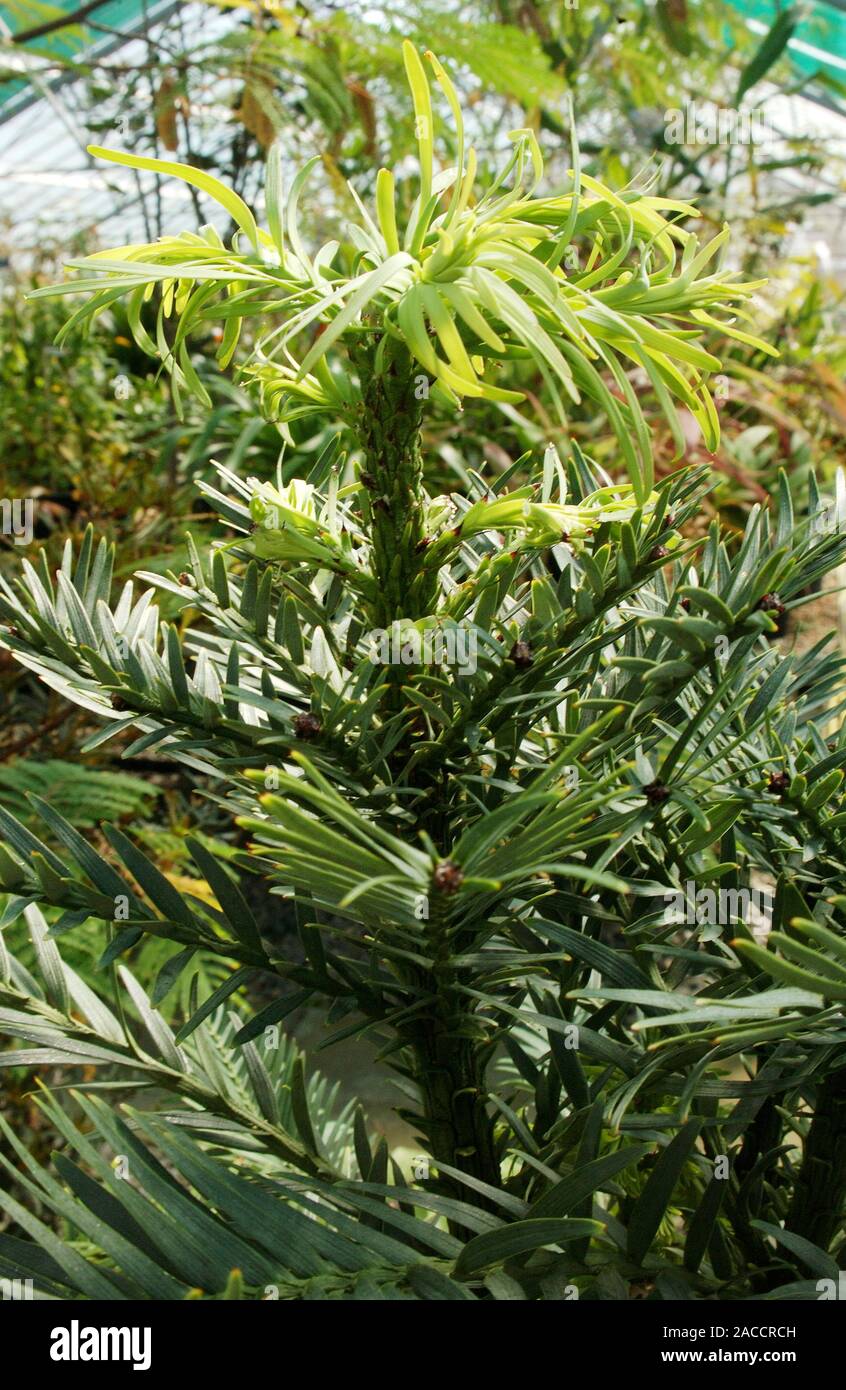 Wollemi pine tree (Wollemia nobilis) Photographed at the Royal Botanic Garden, Edinburgh. The ...