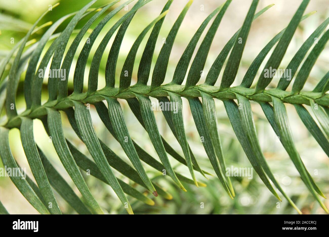 Wollemi pine leaves (Wollemia nobilis) Photographed at the Royal Botanic Garden, Edinburgh. The ...