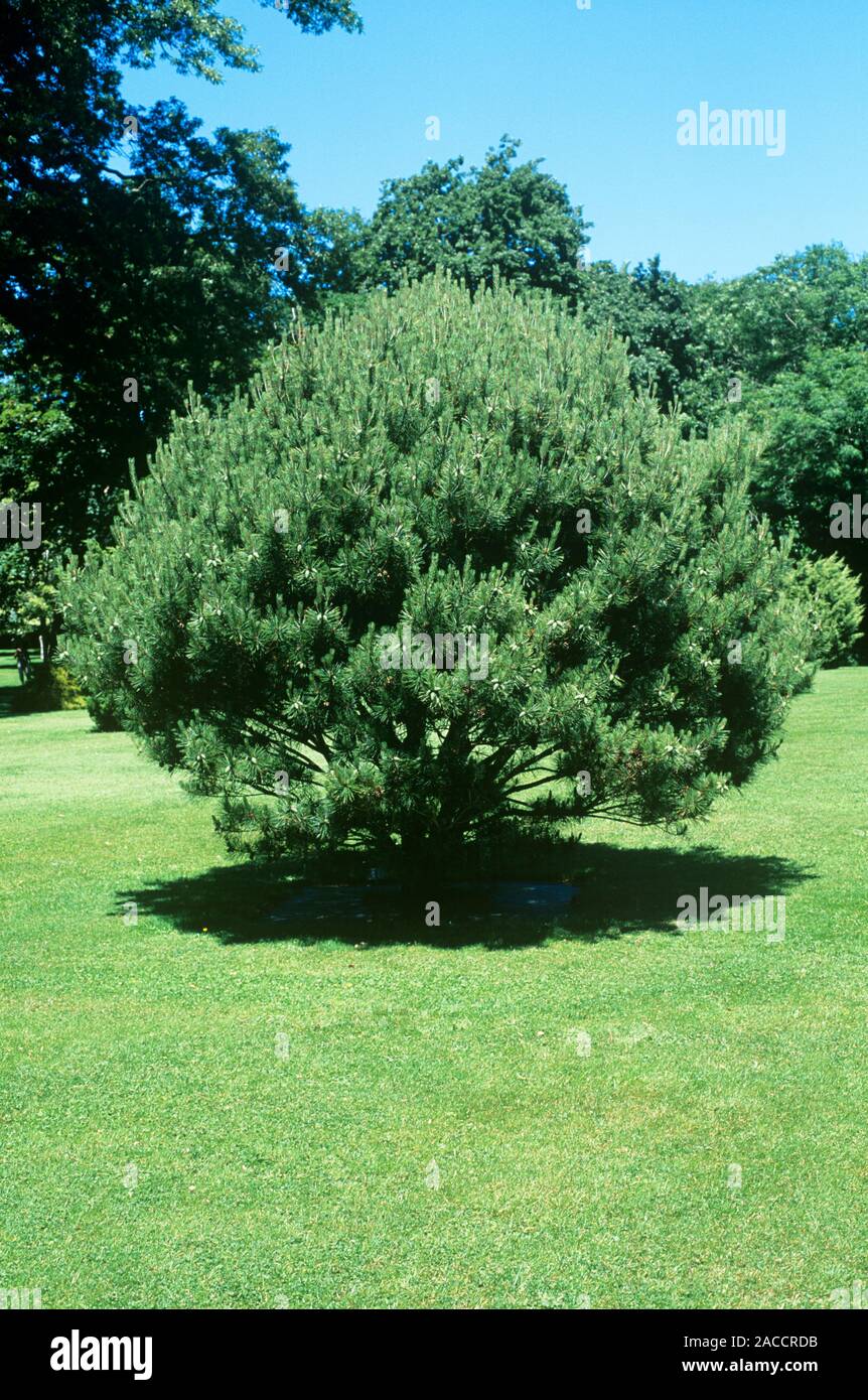 Japanese red pine (Pinus densiflora 'Umbraculifera' Stock Photo - Alamy