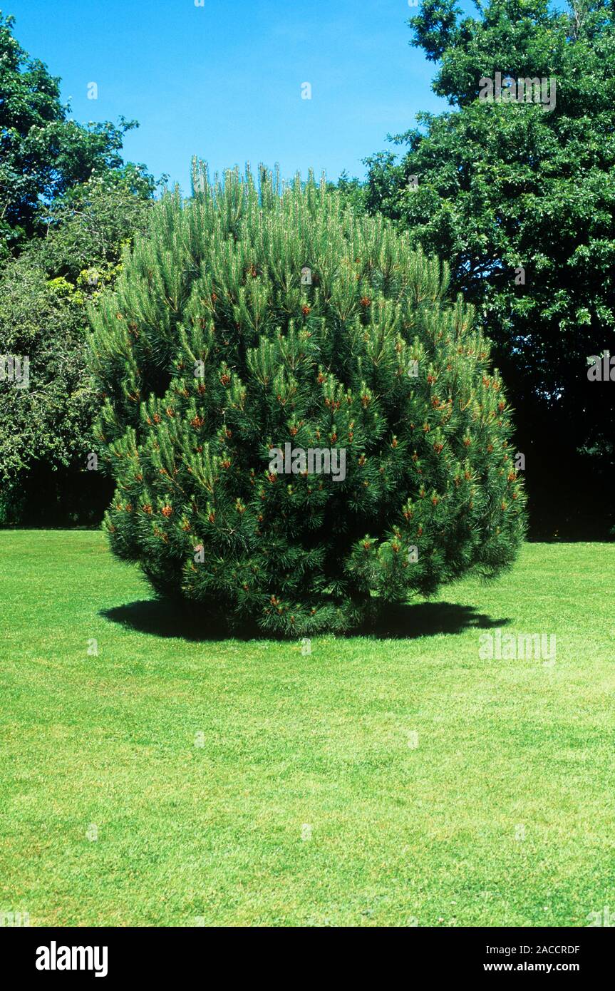 Stone pine (Pinus pinea Stock Photo - Alamy