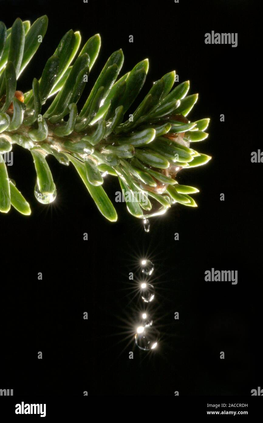 Water drops falling from a pine tree (Pinus sp Stock Photo - Alamy