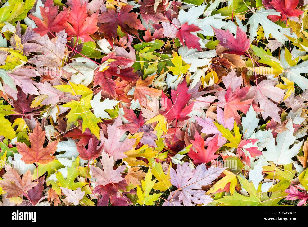 Silver Maple leaves (Acer saccharinum) on forest floor, Autumn ...