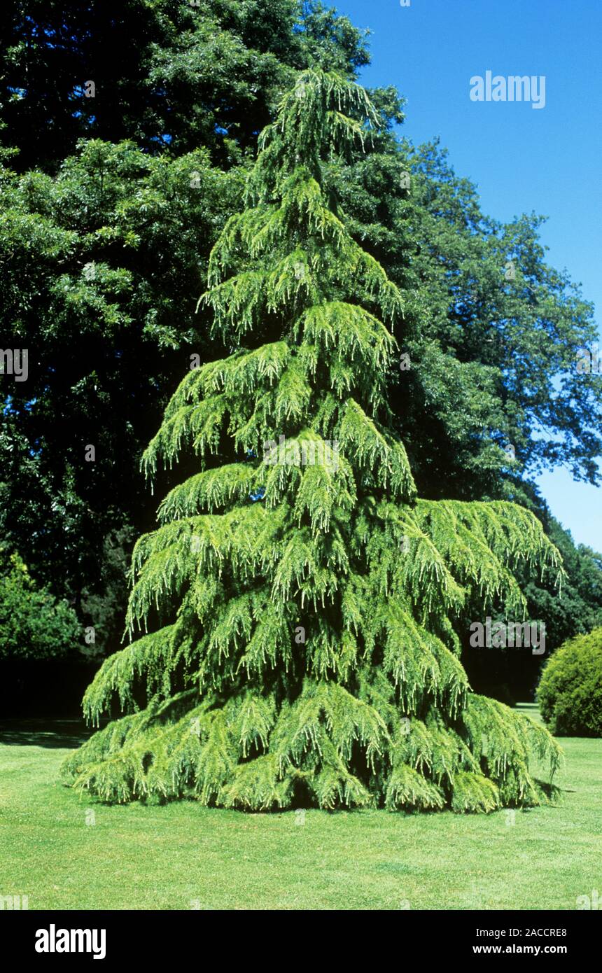 Deodar cedar (Cedrus deodara 'aurea' Stock Photo - Alamy