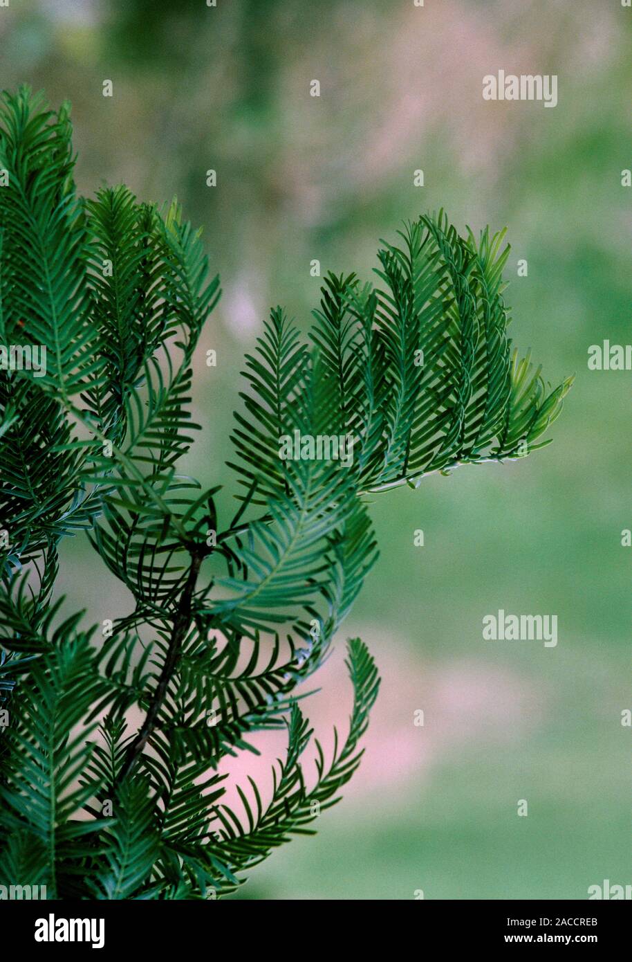 Foliage of Dawn Redwood tree, Metasequoia glyptostroboides. A native of ...