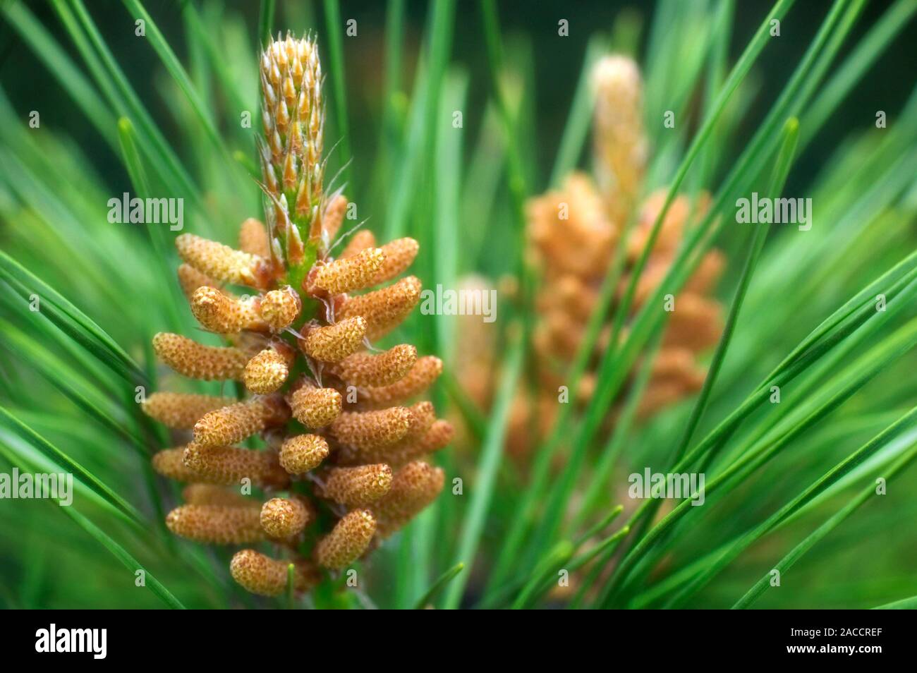 White pine (Pinus strobus) cones. Photographed in Maryland, USA Stock ...
