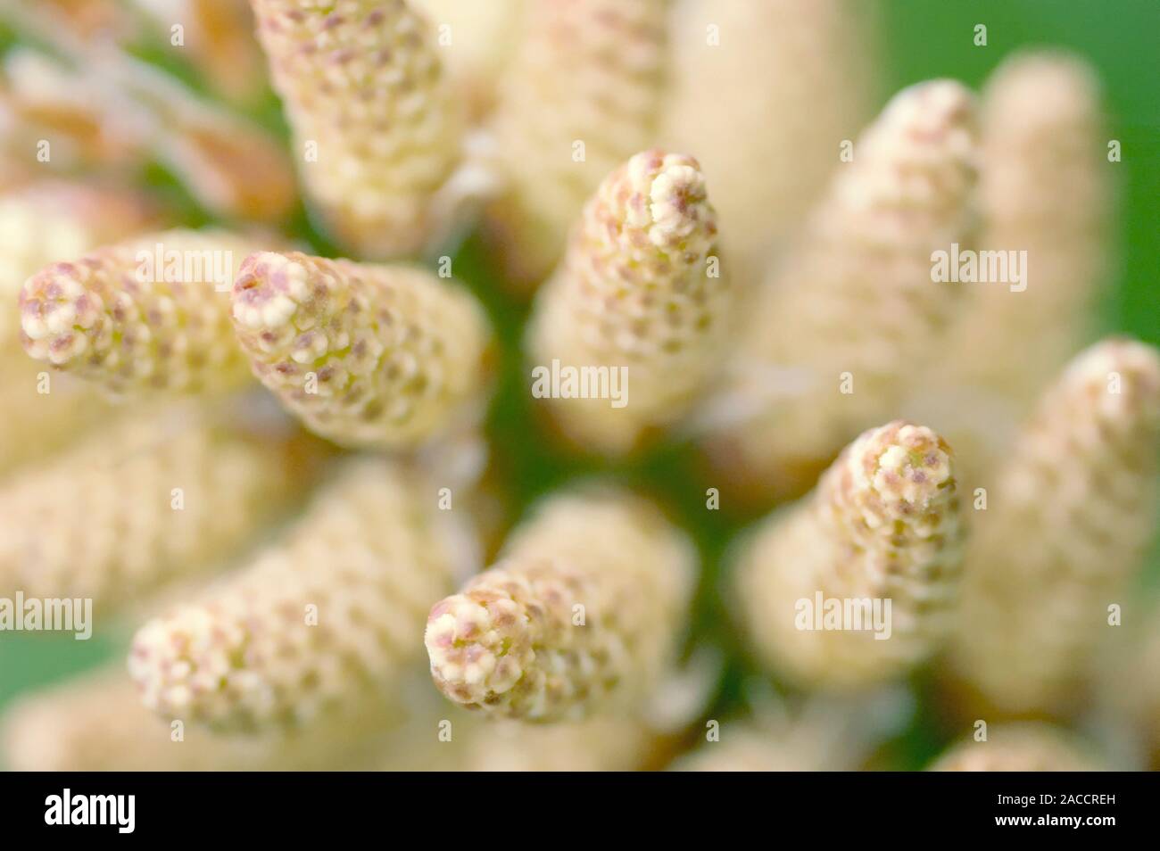 White pine (Pinus strobus) cones. Photographed in Maryland, USA Stock ...