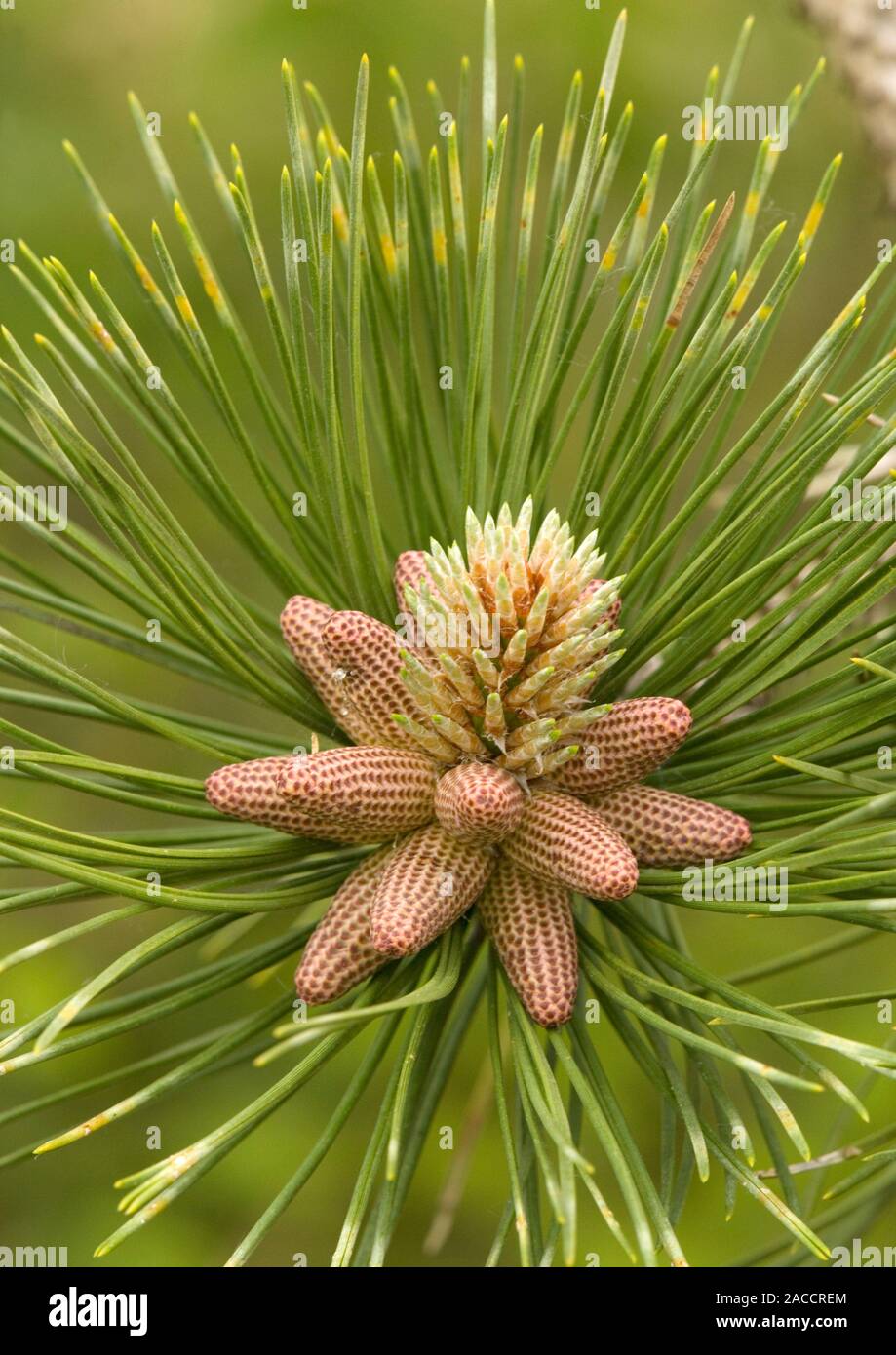 Maritime pine (Pinus pinaster) female flowers. This pine originates in ...