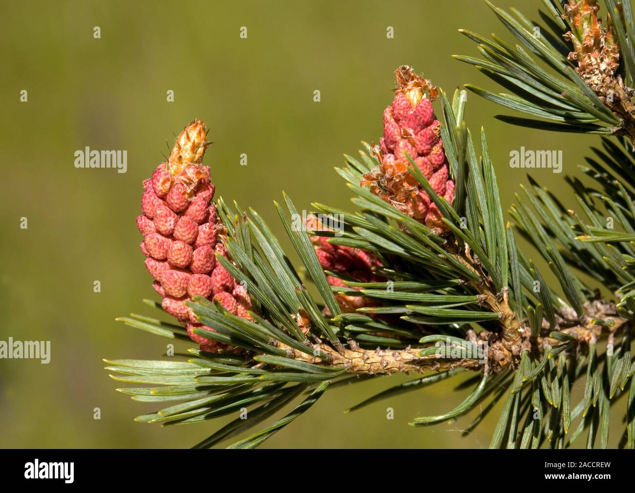 Scot's pine male flowers (Pinus sylvestris). Photographed in May Stock ...