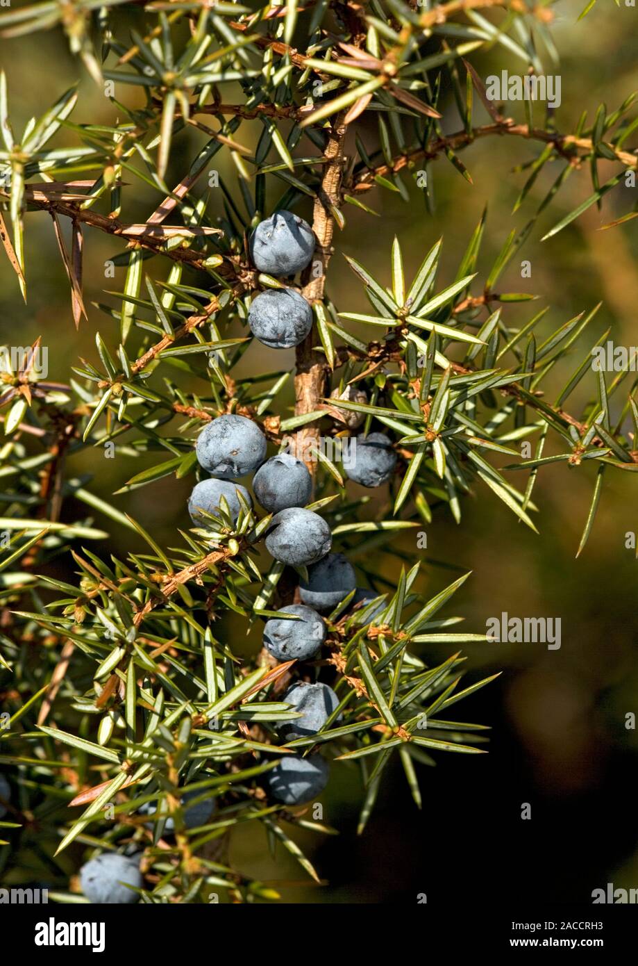 Juniper berries. Seed cones of common juniper (Juniperus communis) on ...