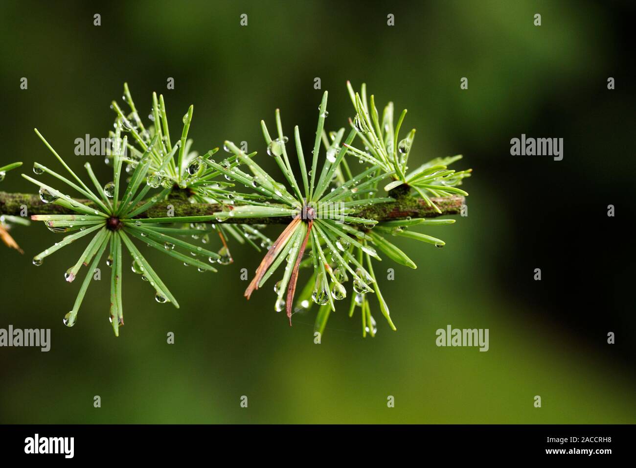 Siberian larch (Larix sibirica) branch with water droplets Stock Photo ...