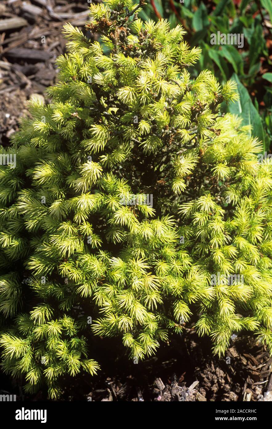 White spruce (Picea glauca Stock Photo - Alamy