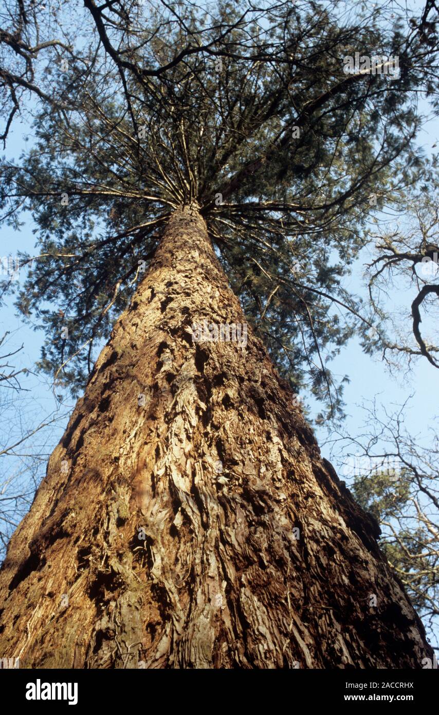 Giant sequoia tree (Sequoiadendron giganteum Stock Photo - Alamy