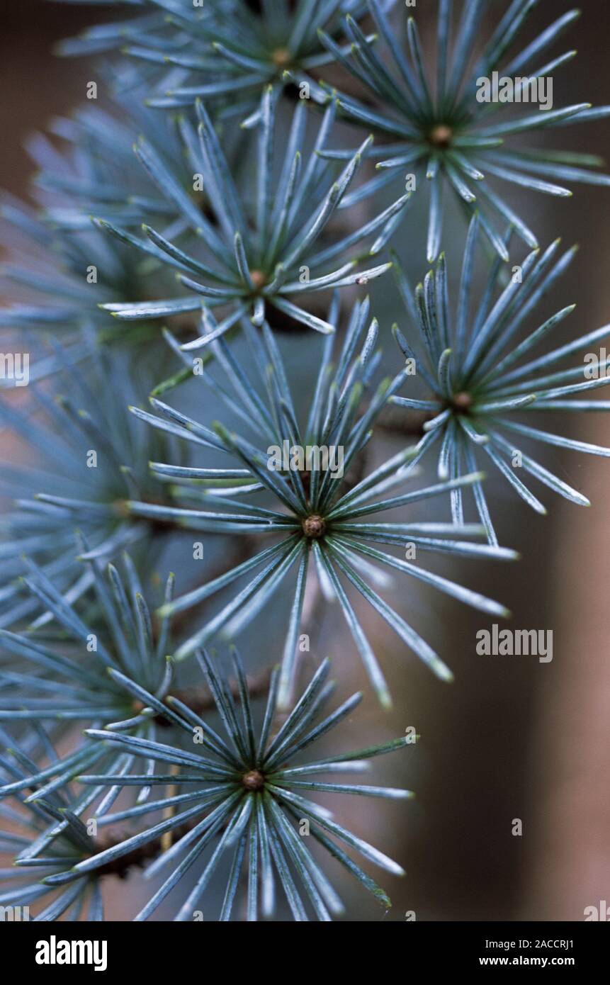 Blue atlas cedar foliage (Cedrus atlantica 'Glauca' Stock Photo - Alamy