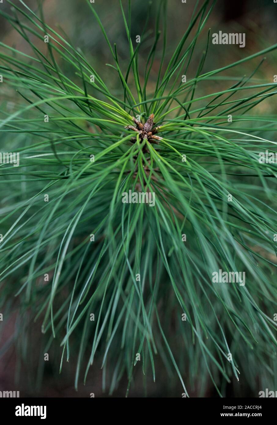 Pine foliage (Pinus sp Stock Photo - Alamy