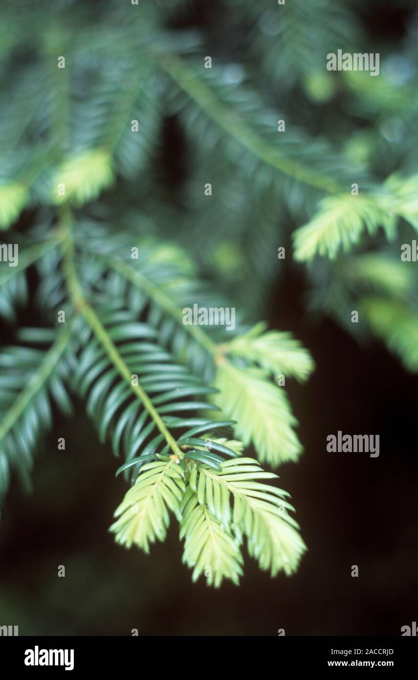 Yew leaves (Taxus baccata). The lighter green foliage is new growth ...