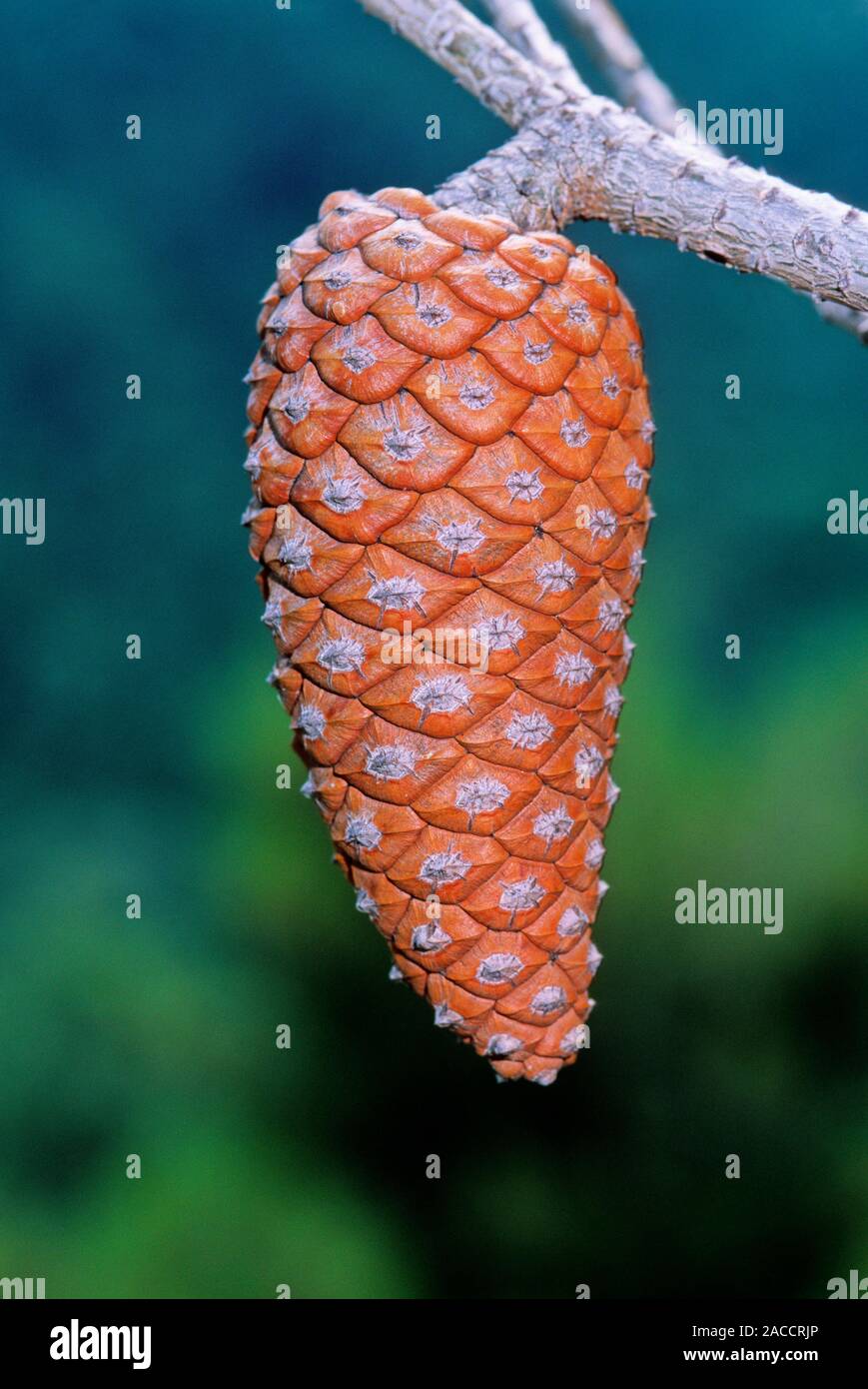 Italian pine cone (Pinus pinea). This species of pine is cultivated for ...