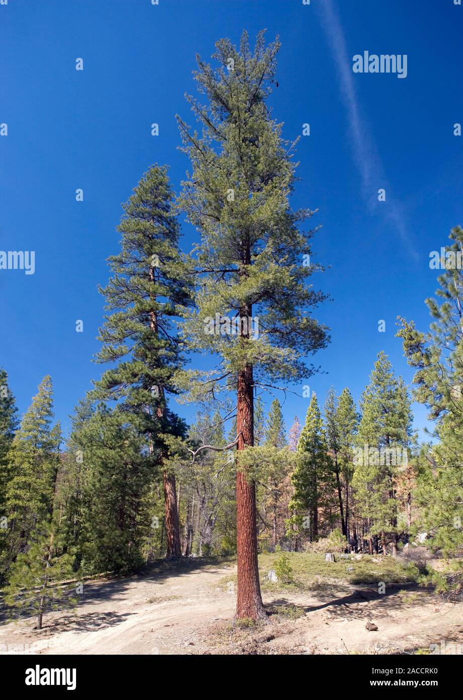 Sugar pine trees (Pinus lambertiana) in a forest. Photographed near the ...