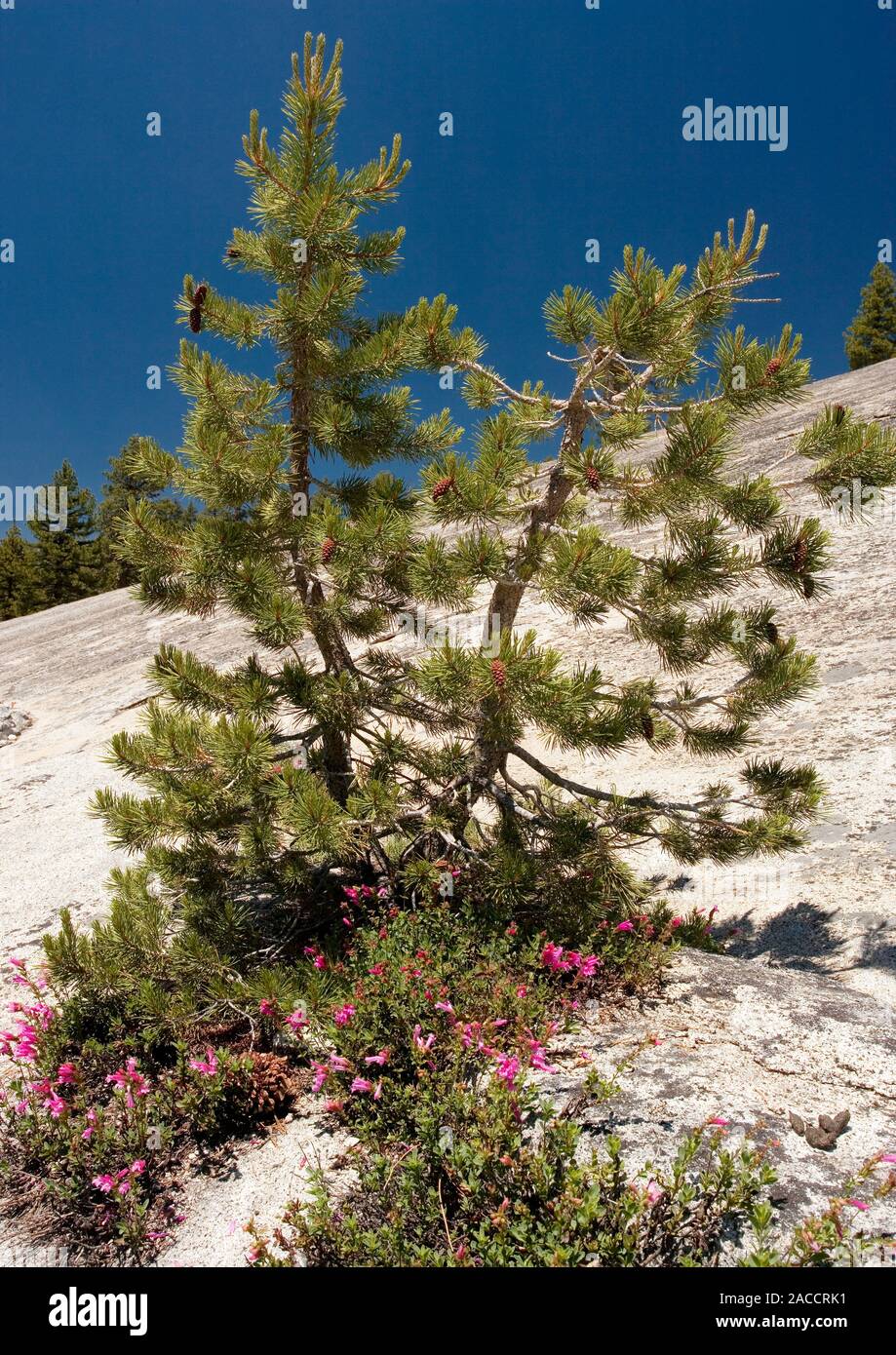 Lodgepole pine tree (Pinus contorta) and Newberry's penestemon flowers ...
