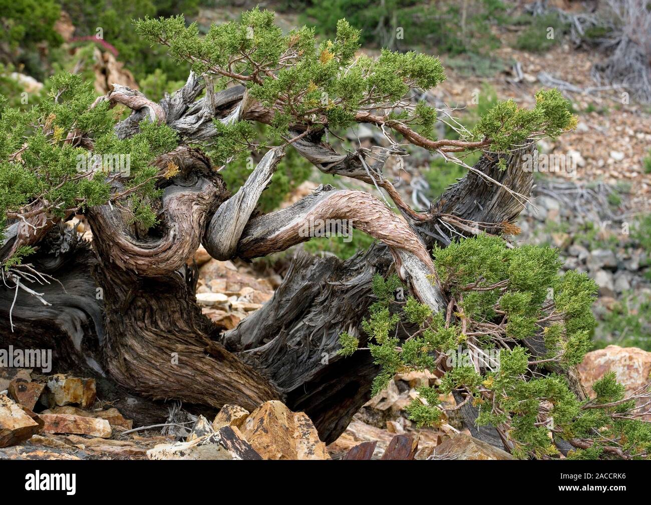 Western juniper tree (Juniperus occidentalis). Photographed in the ...