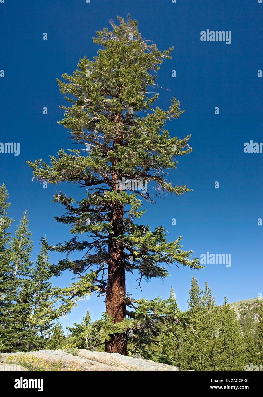 Red fir tree (Abies magnifica). Photographed at around 3000 metres in ...