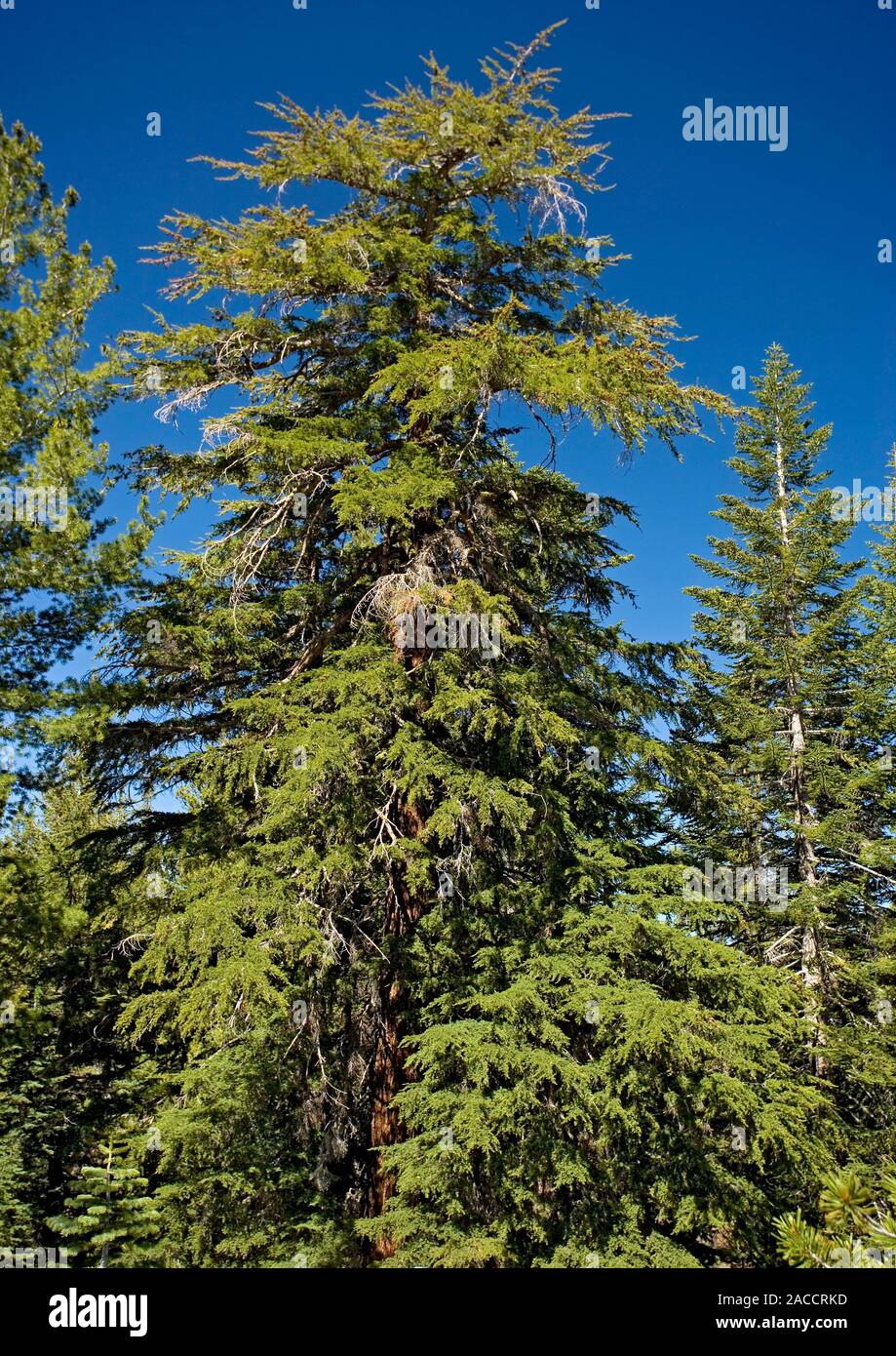 Mountain hemlock tree (Tsuga mertensiana). Photographed at around 3000 ...