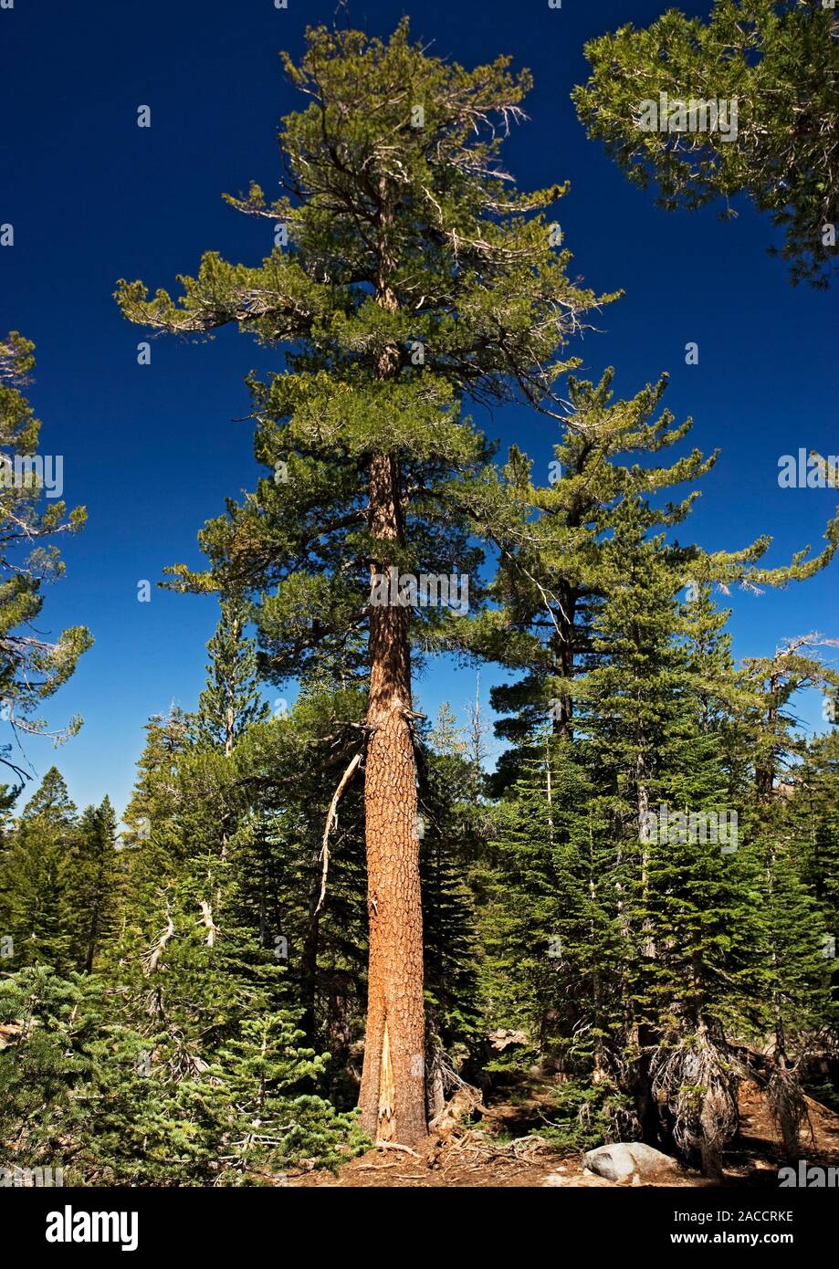 Western white pine tree (Pinus monticola). Photographed at around 3000 ...