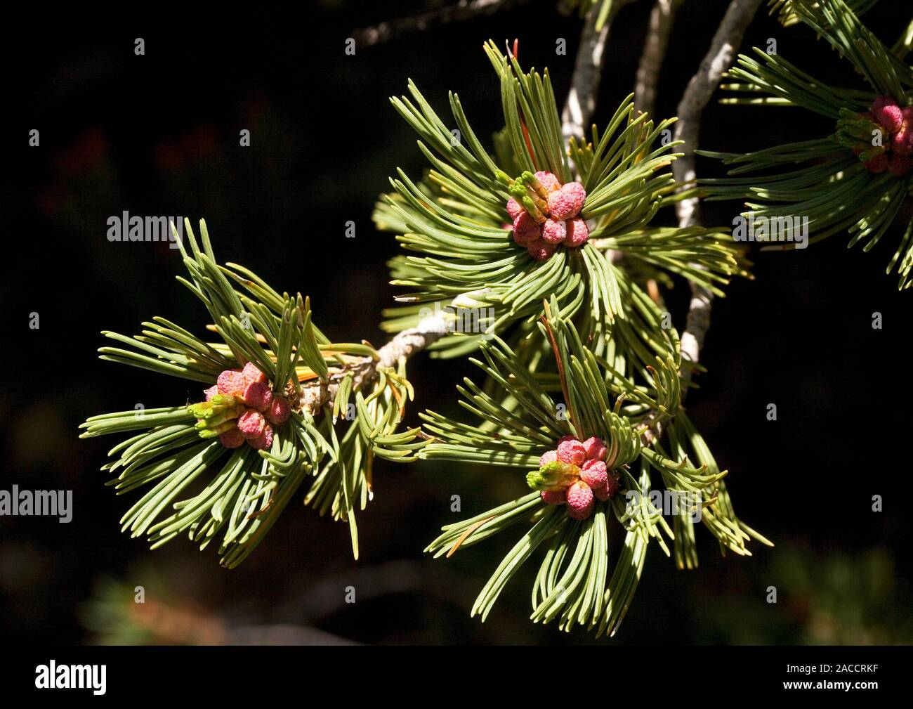 Whitebark pine cones (Pinus albicaulis). These contain the male ...