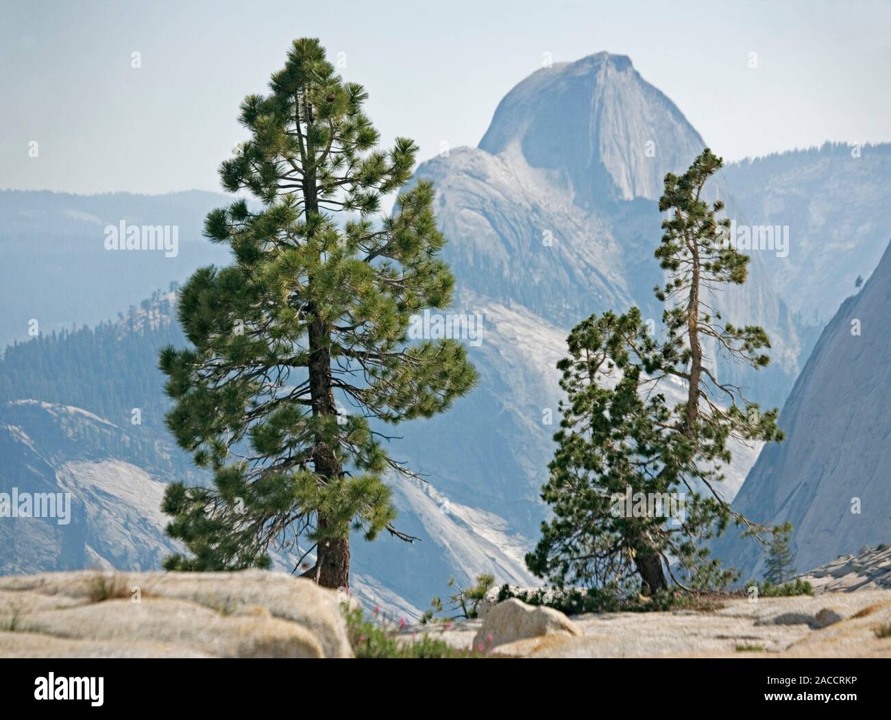Jeffrey pine (Pinus jeffreyi, left) and western white pine (Pinus ...