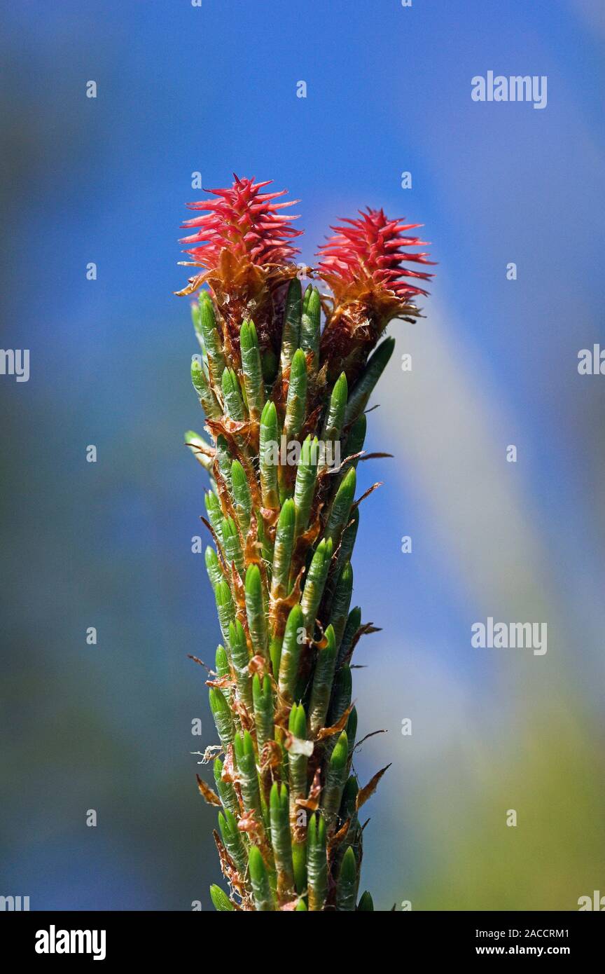 Scot's pine female flowers (Pinus sylvestris). Photographed in the ...