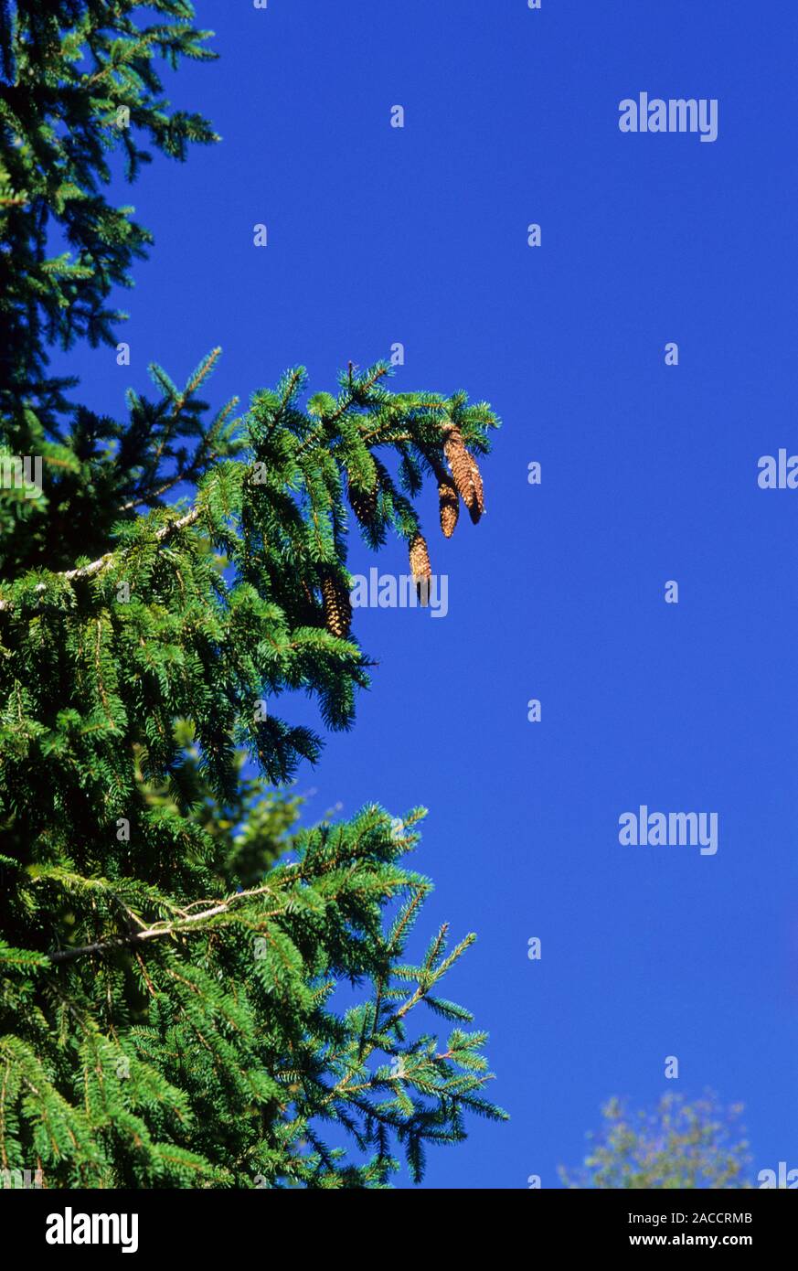European spruce (Picea excelsa) tree bearing pine cones Stock Photo - Alamy