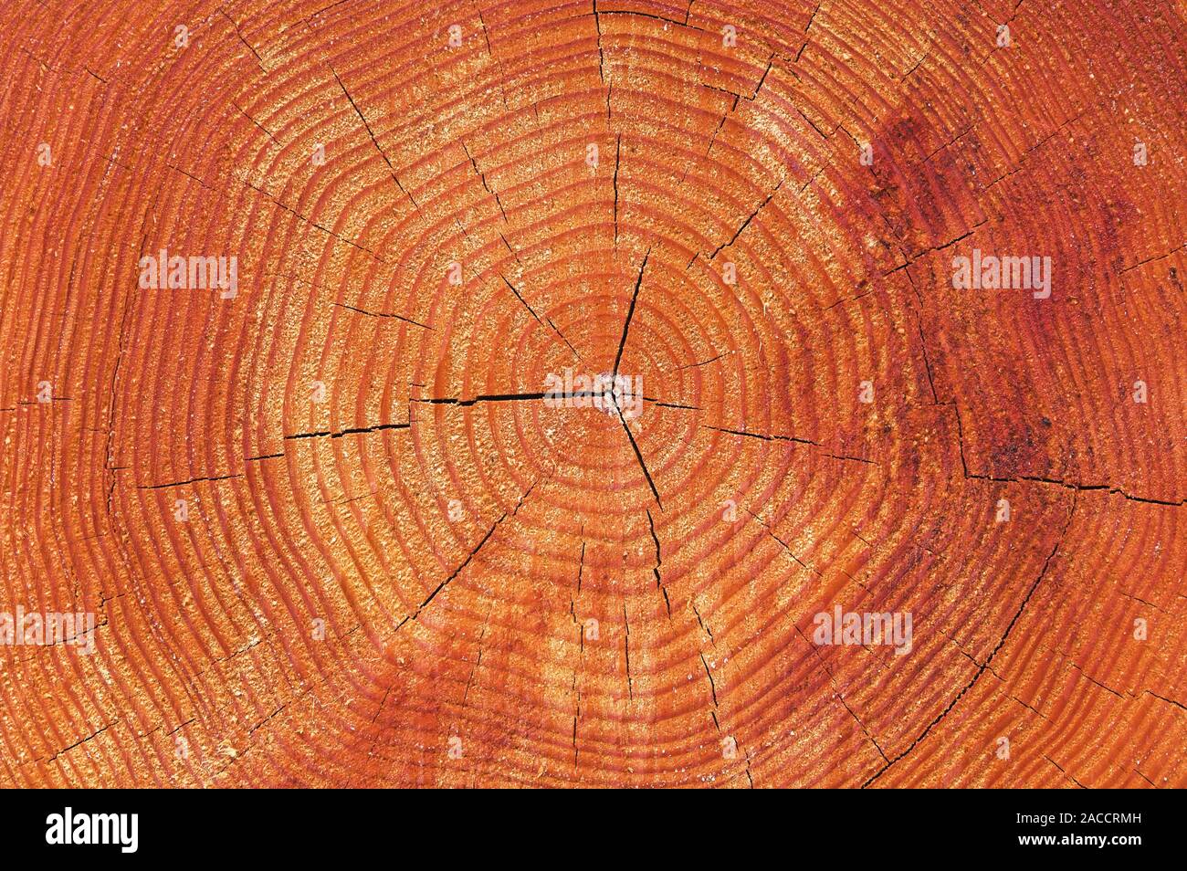 Growth rings of a scots pine tree (Pinus sylvestris). Growth rings are ...