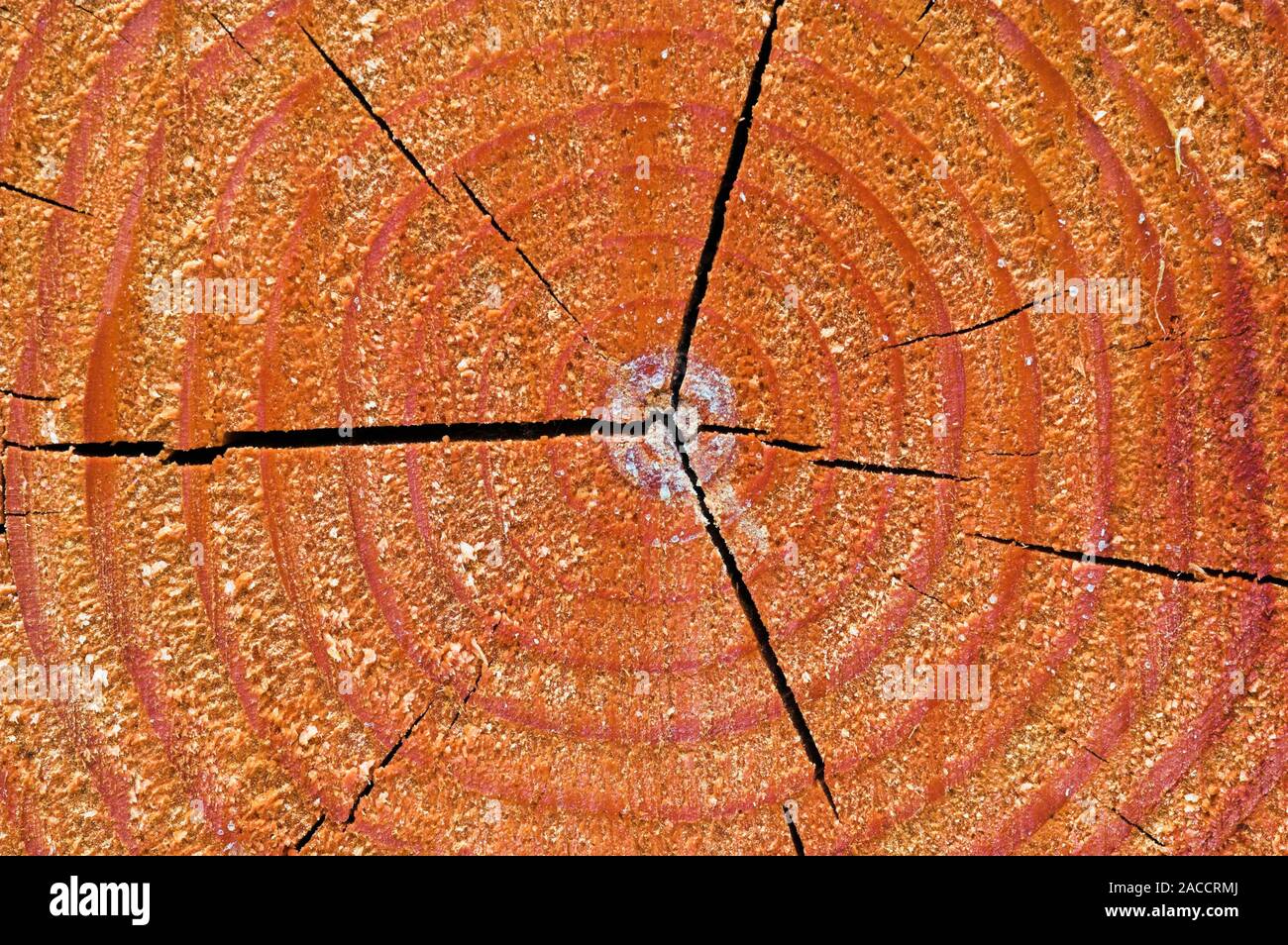 Growth rings of a scots pine tree (Pinus sylvestris). Growth rings can ...