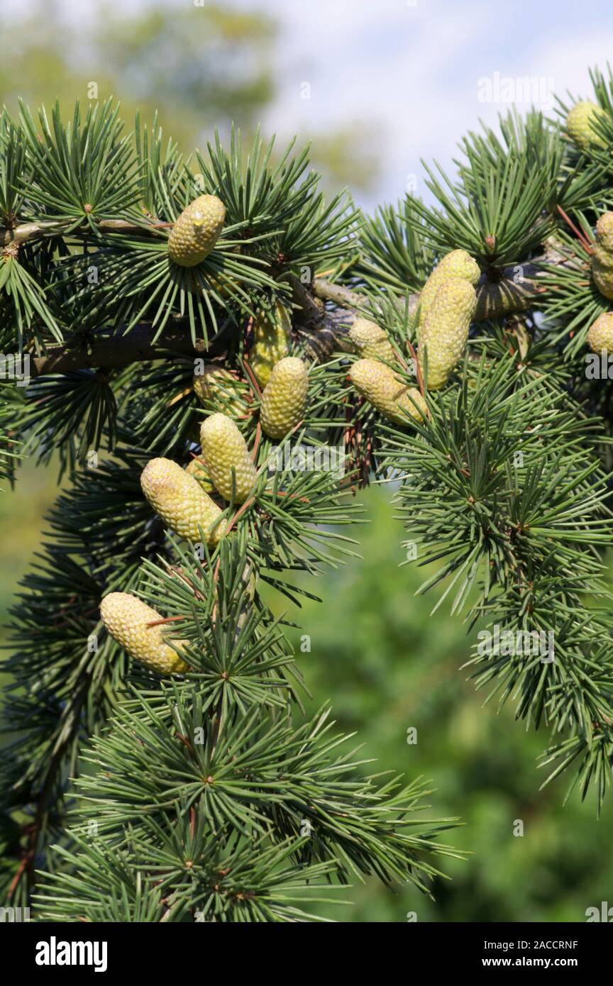 Male atlas deodar flowers (Cedrus atlantica). This tree produces yellow ...