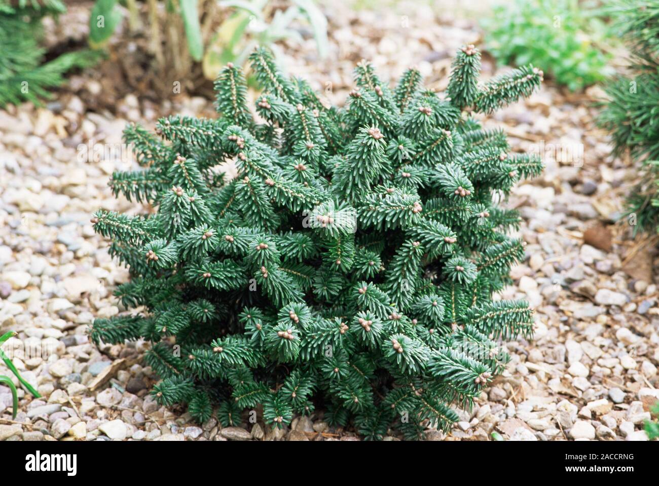 Balsam fir (Abies balsamea 'Picolo') in a garden border. This small ...