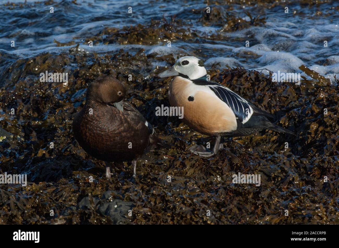 Eider Stellers (Polysticta stelleri), male and female resting on ...