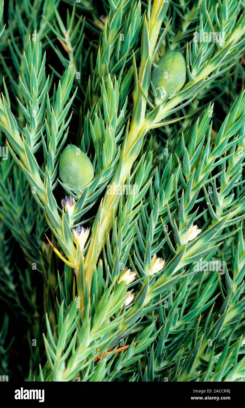 Coffin juniper cones and foliage (Juniperus recurva var. coxii ...