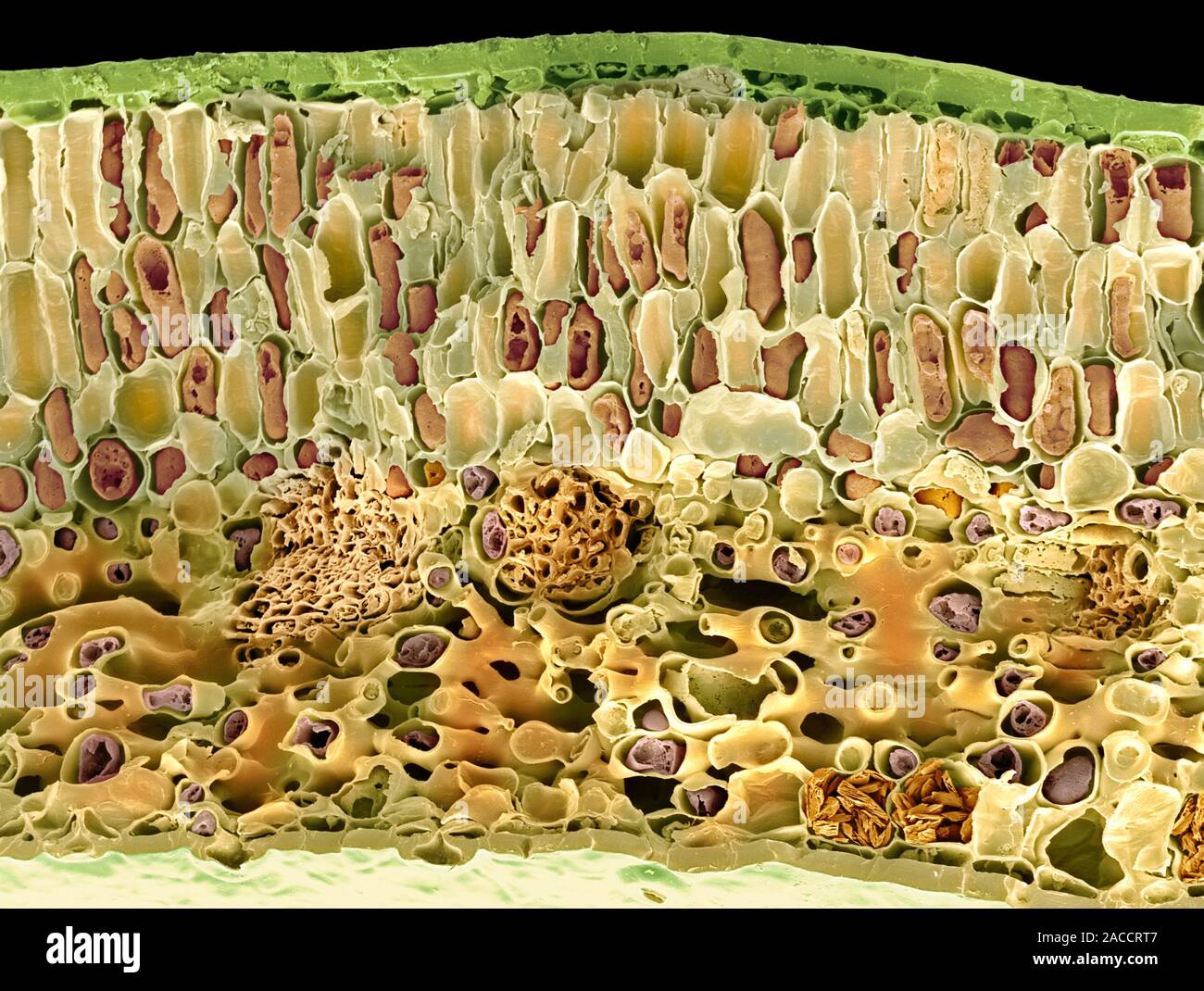 Sago cycad leaf. Coloured scanning electron micrograph (SEM) of a ...