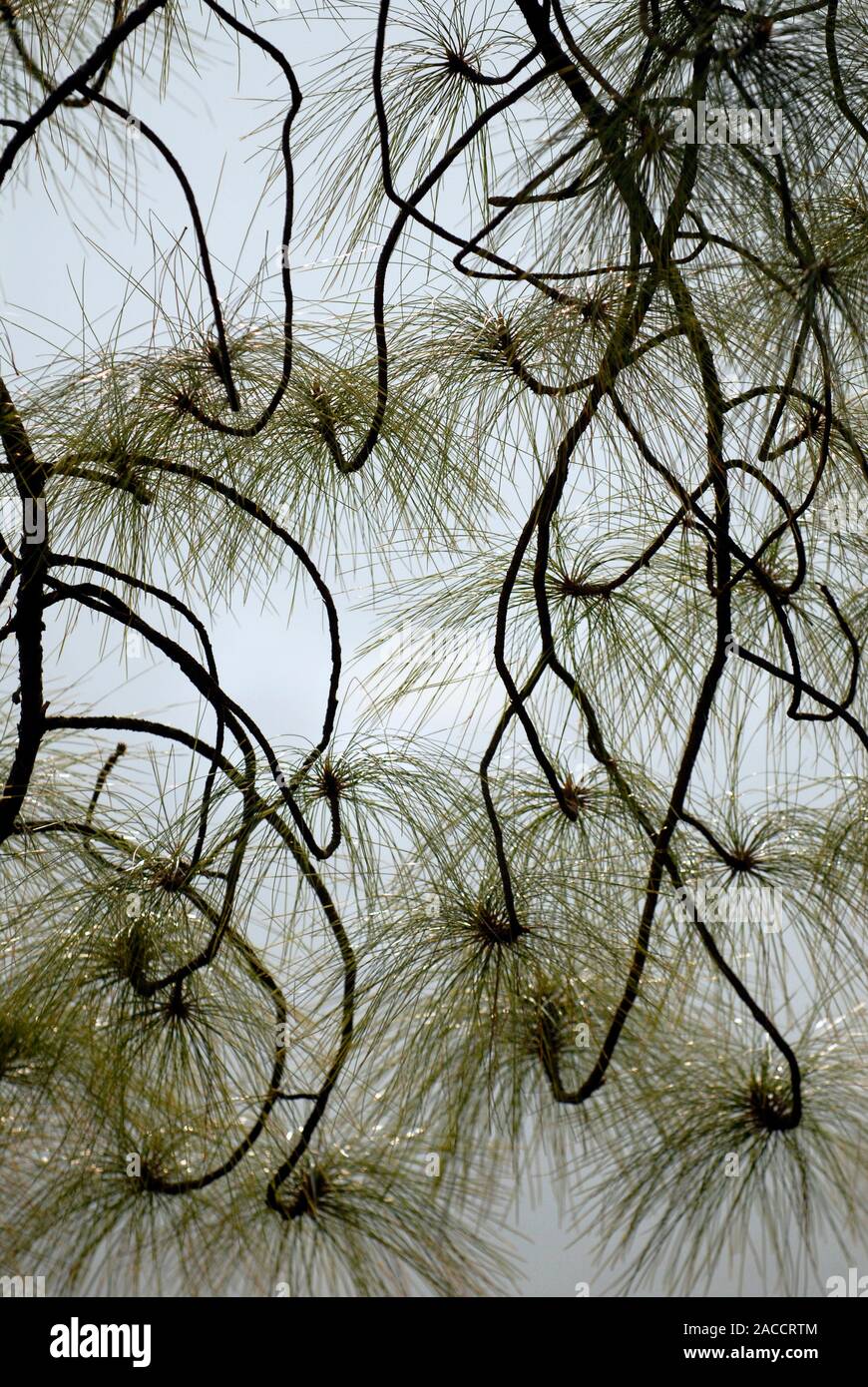 Chir pine tree foliage (Pinus roxburghii). This pine is native to the ...