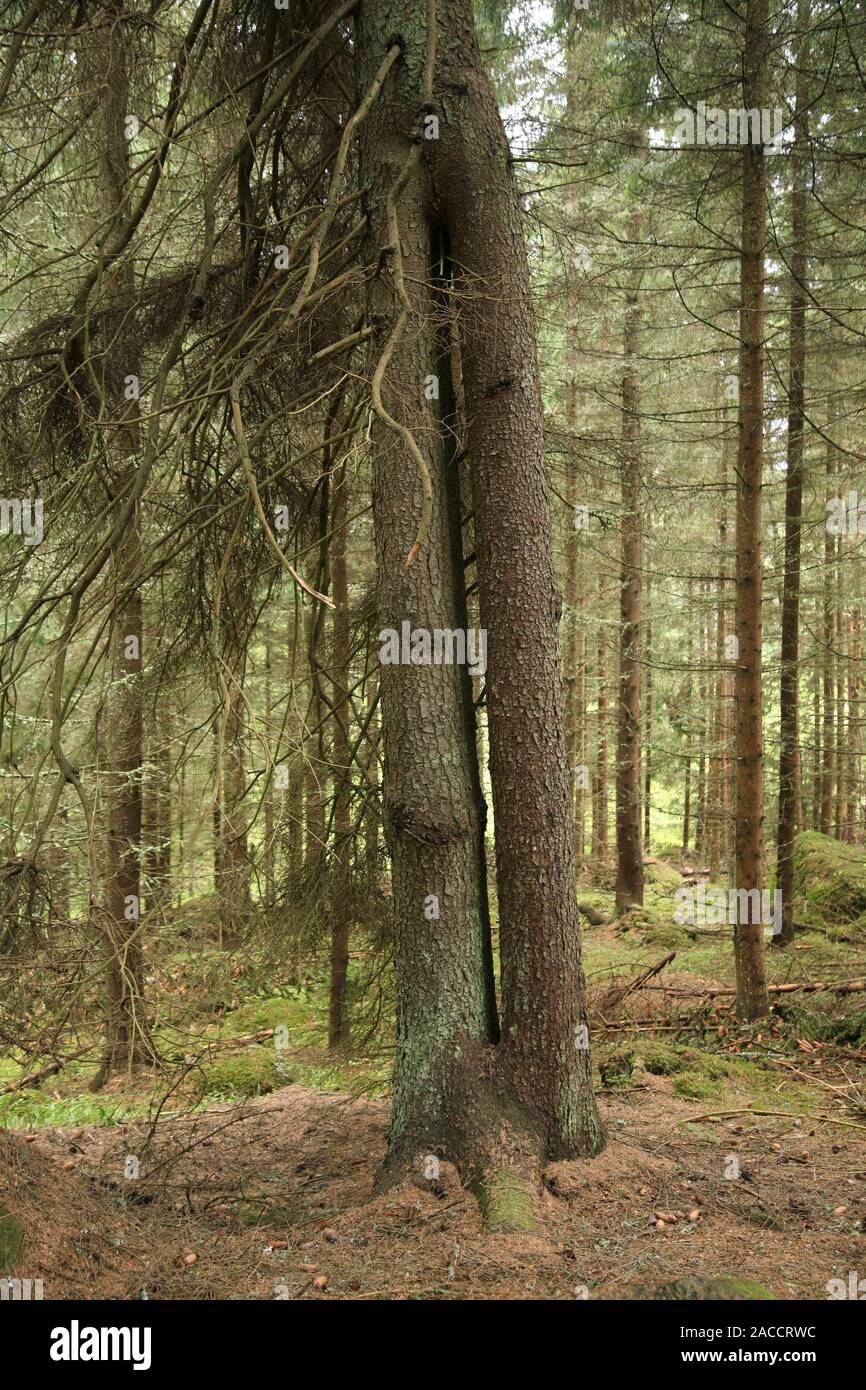 Norway spruce tree (Picea abies). The tree has developed two trunks. Photographed in Norra Hunna ...