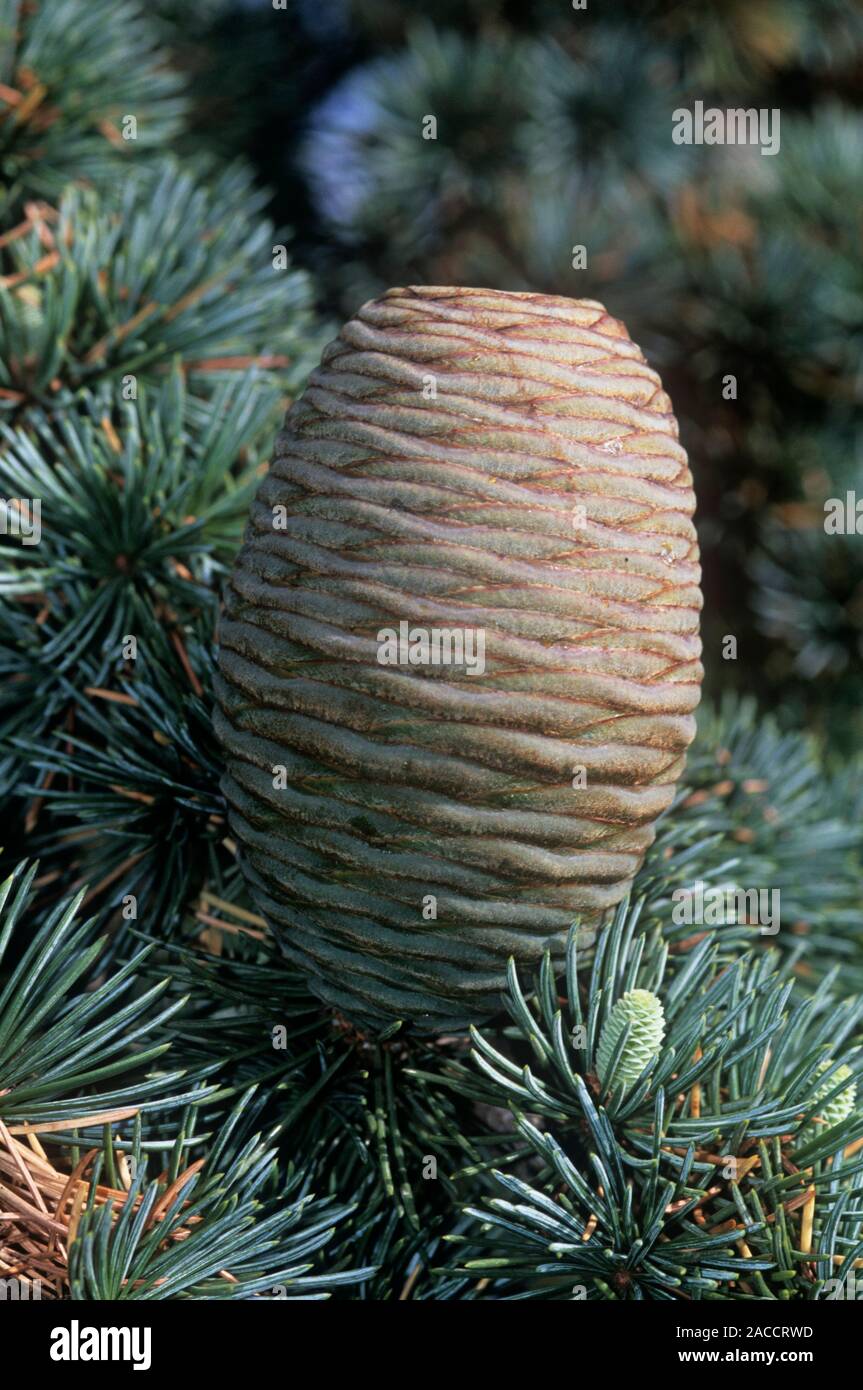 Atlas cedar cone (Cedrus atlantica). This is a mature female (seed ...