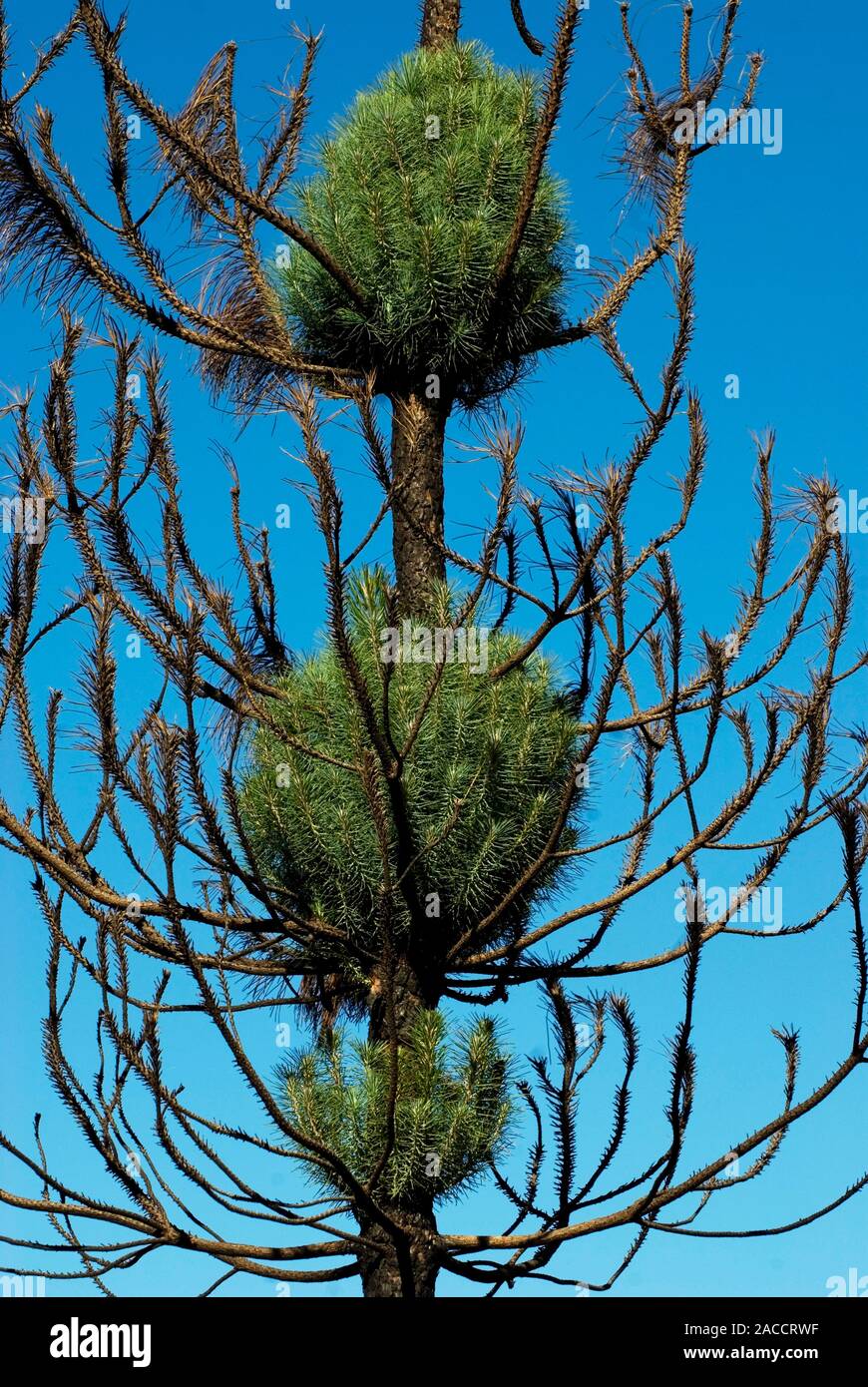 Burnt pine tree resprouting. New growth (green) on a pine tree (Pinus ...