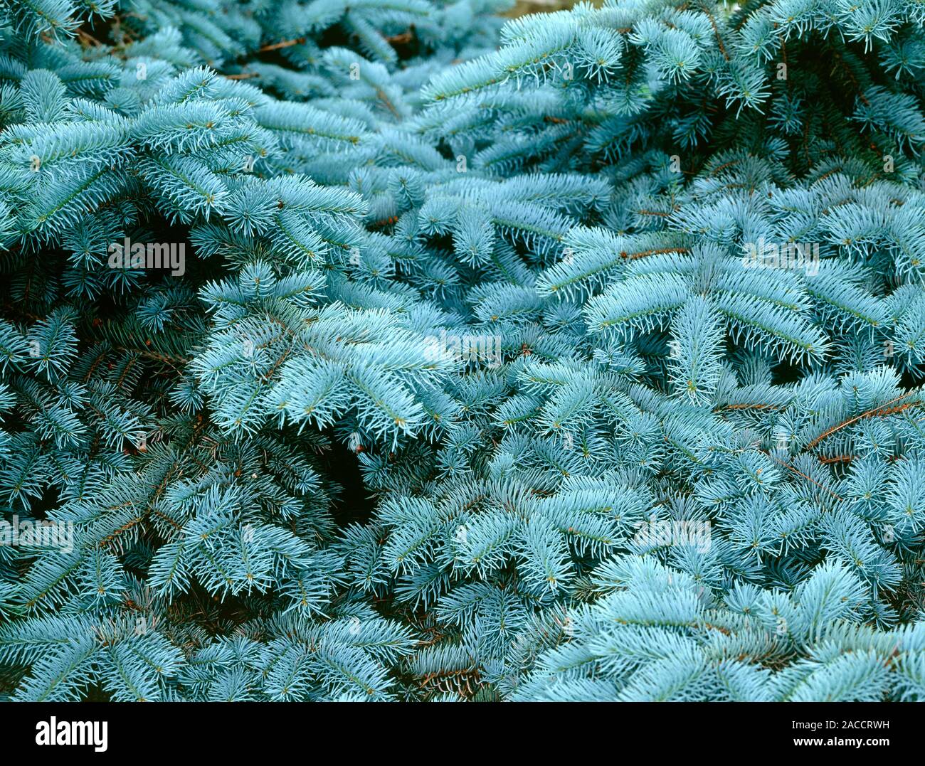 Blue spruce foliage (Picea pungens 'Glauca' Stock Photo - Alamy
