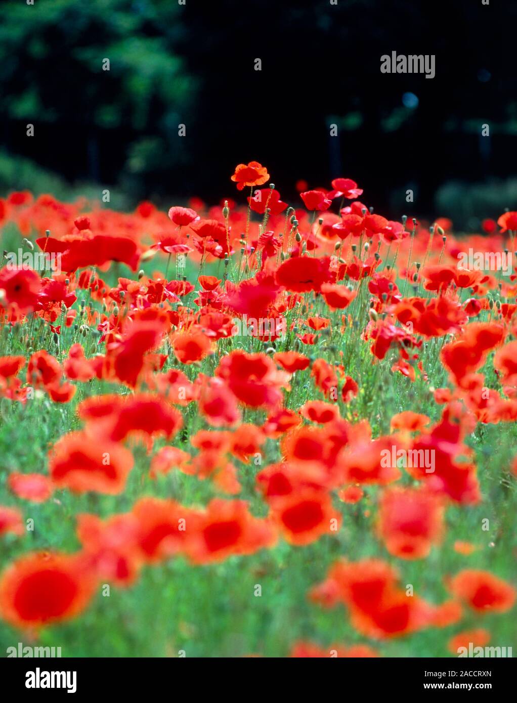 Field of flowering poppies (family Papaveraceae), an annual herb Stock ...