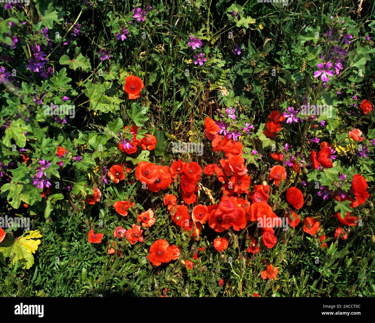 Wild flowers. View of a mixed community of wild flowers, including red ...