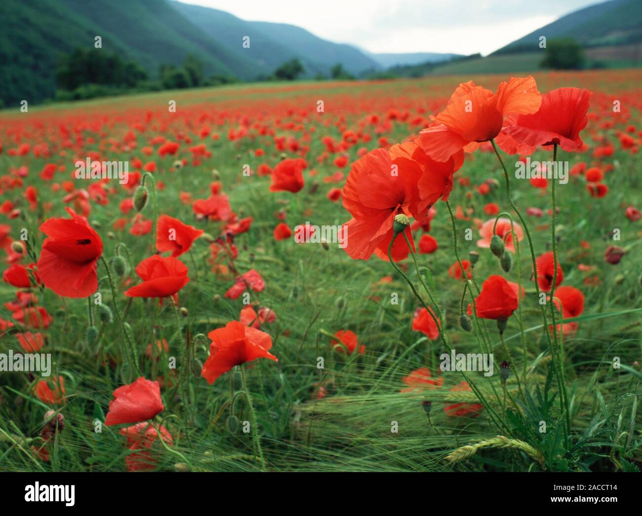 Poppies (Papaver rhoeas) in a meadow in Norcia, Umbria, Italy Stock ...