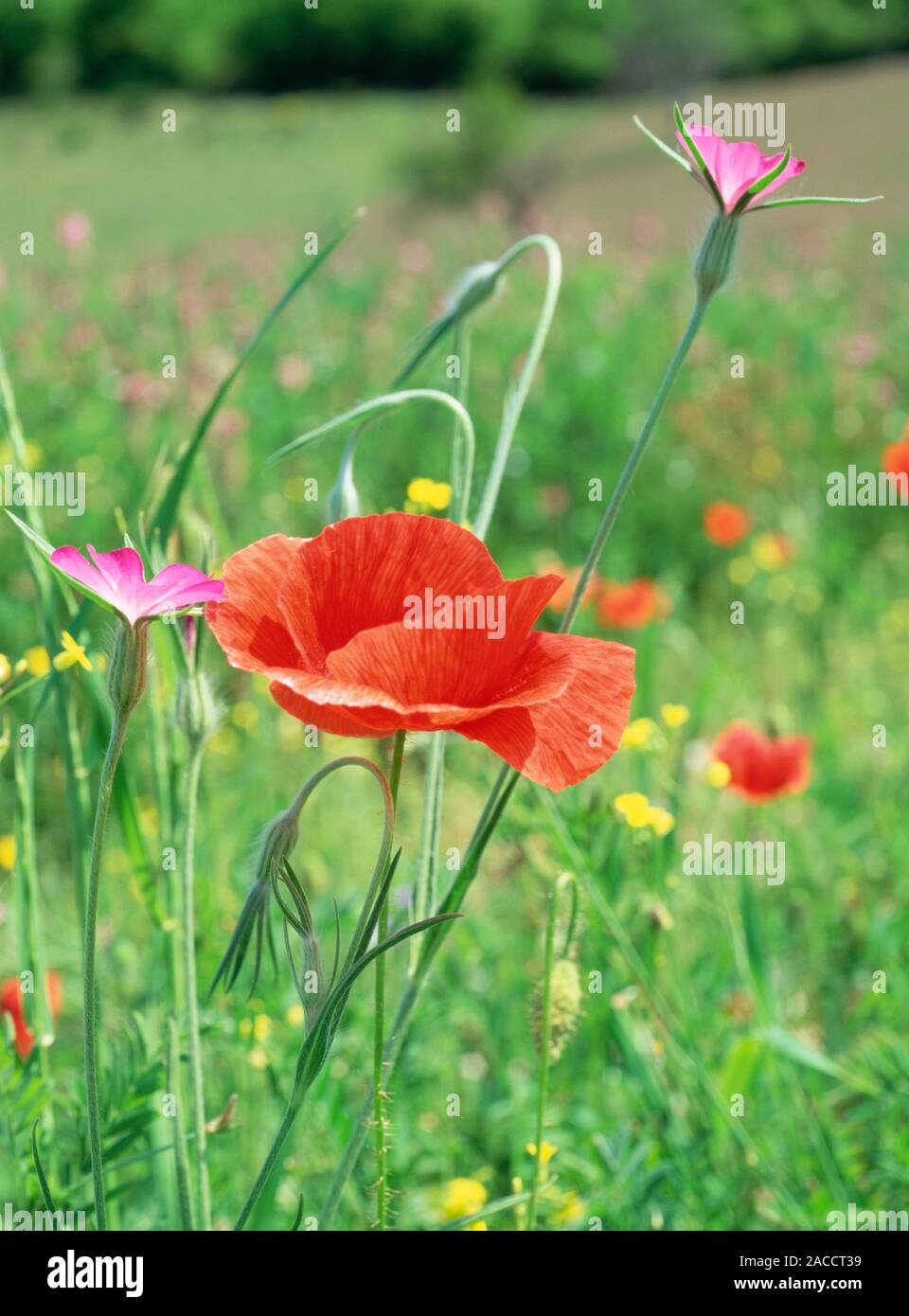 Wildflowers. Field of wildflowers including poppies (red, Papaver sp ...