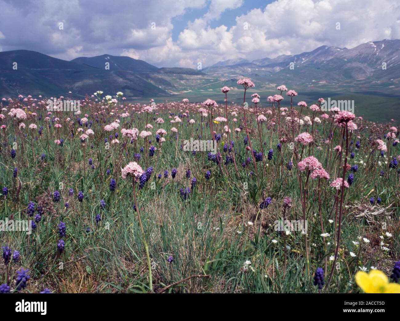 Subalpine flowers on the slopes of Mount Sibillini in Italy Stock Photo ...
