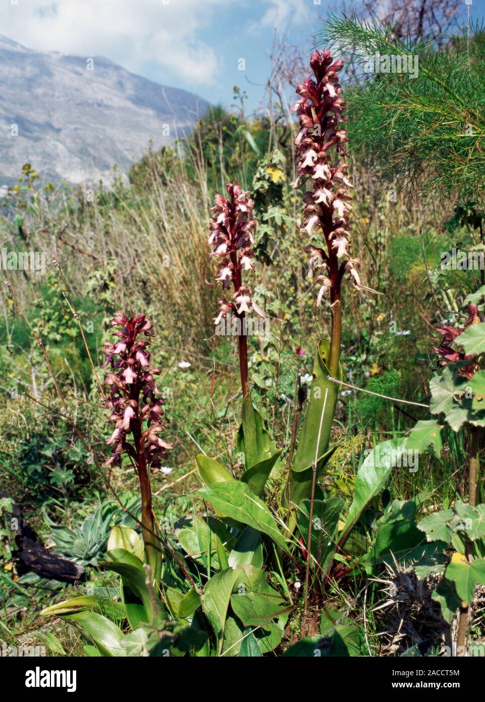 Giant orchids (Barlia robertiana) flowering in April. Photographed in ...