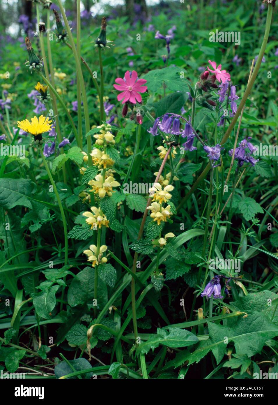 Wildflowers including yellow archangel (yellow, centre, Lamiastrum ...