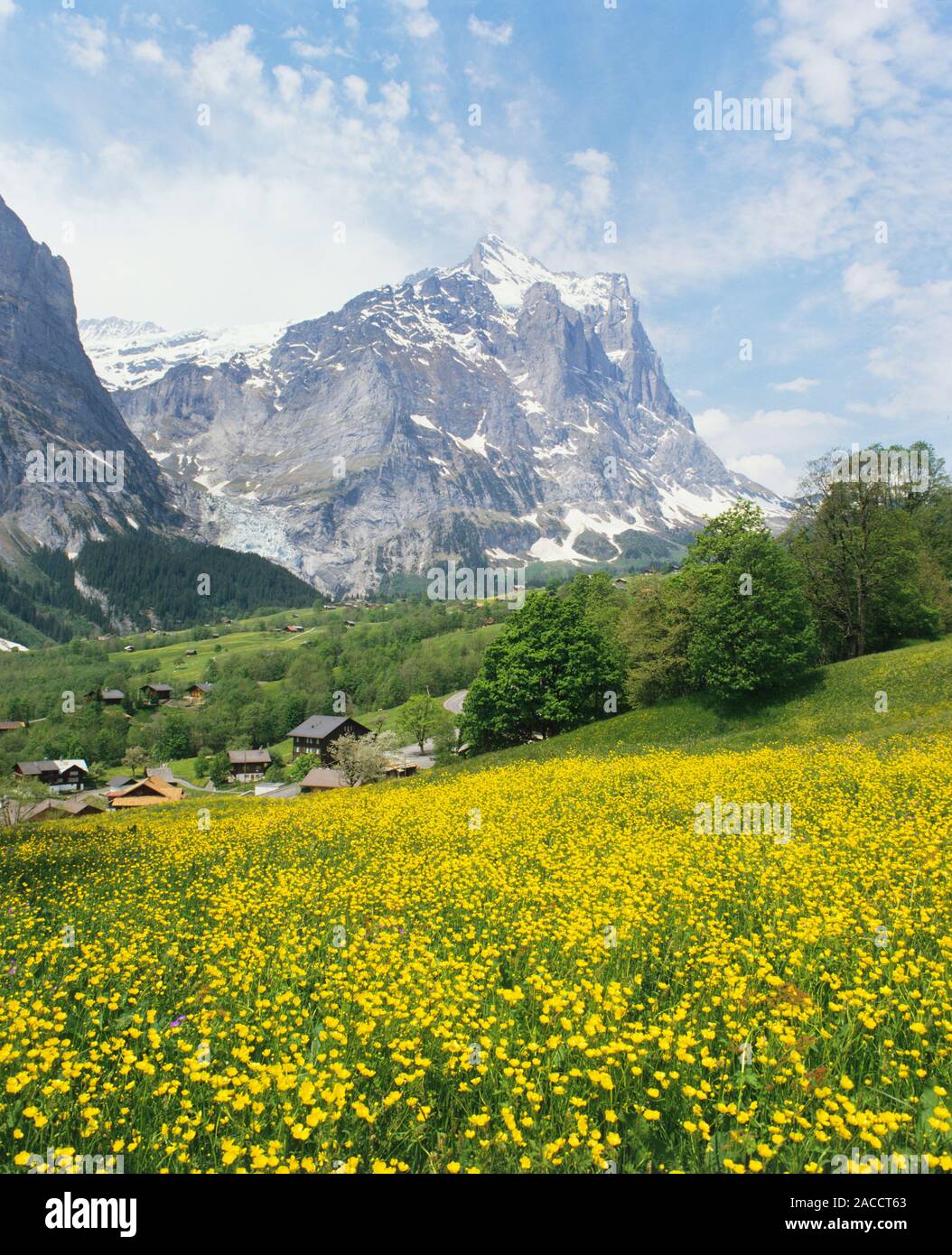 Alpine meadow. Flowering plants in an alpine meadow. The Wetterhorn ...